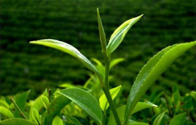 Khasiat Daun Teh - Biologizone