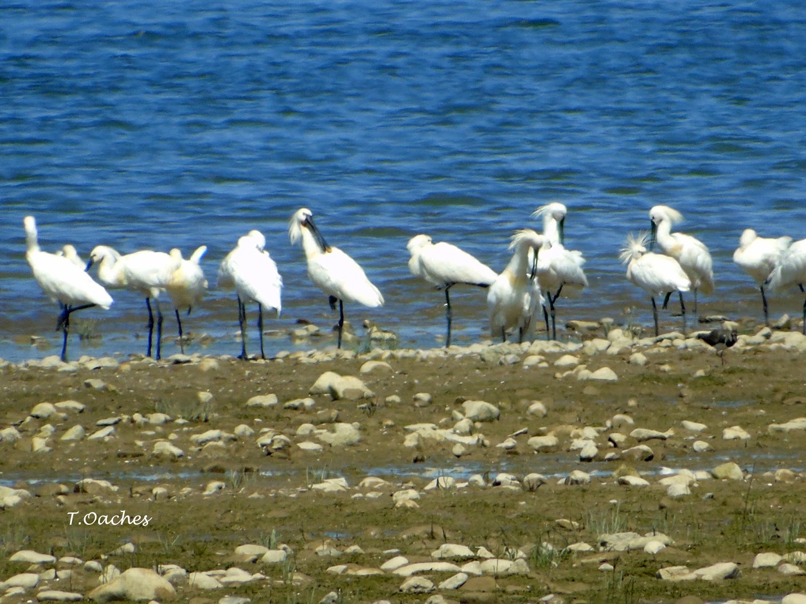 PASARI DIN ROMANIA: LOPATAR, Platalea leucorodia
