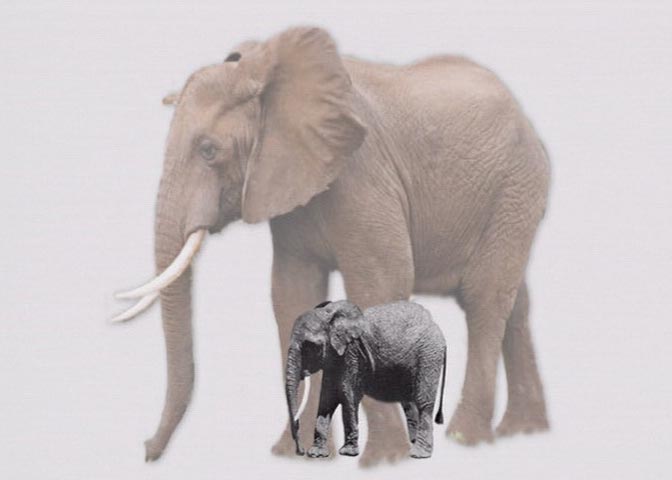 Full Grown Pygmy Elephant