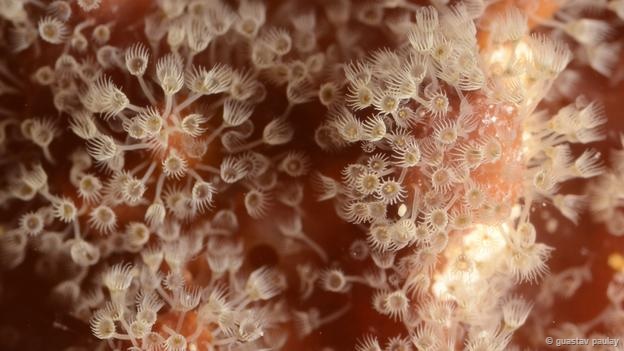 Entoprocta ~ Dunia Hewan