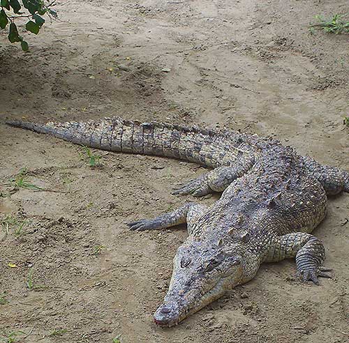 IMÁGENES Y FOTOS DE ANIMALES: Cocodrilos