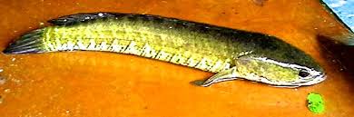 Cara Mengeringkan Jahitan Operasi - Icikibungs