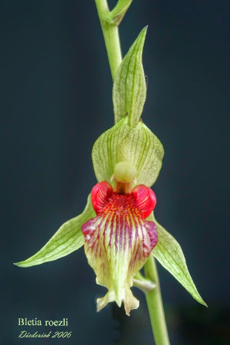 Asociación Jalisciense de Orquideología: Descripciones de Plantas (A-E)