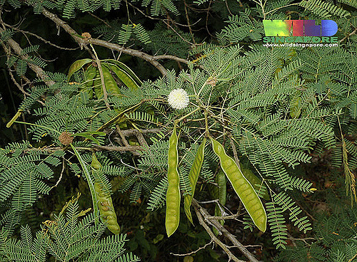 Mengenal Petai, Khasiat dan Manfaatnya bagi kesehatan | GREEN 4 LIFE ...