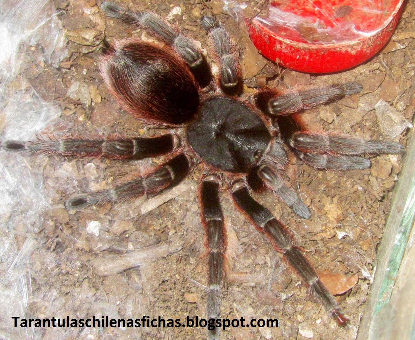 Tarántulas Chilenas : Euathlus sp 1 (Parda)