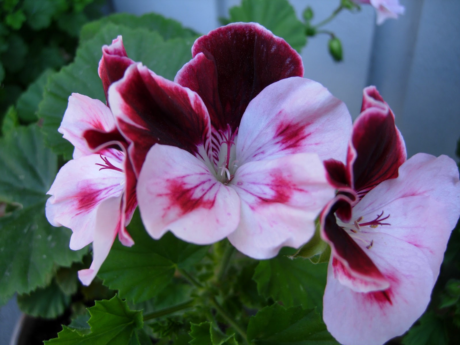 Pelargonernas Rike: Pelargoner!