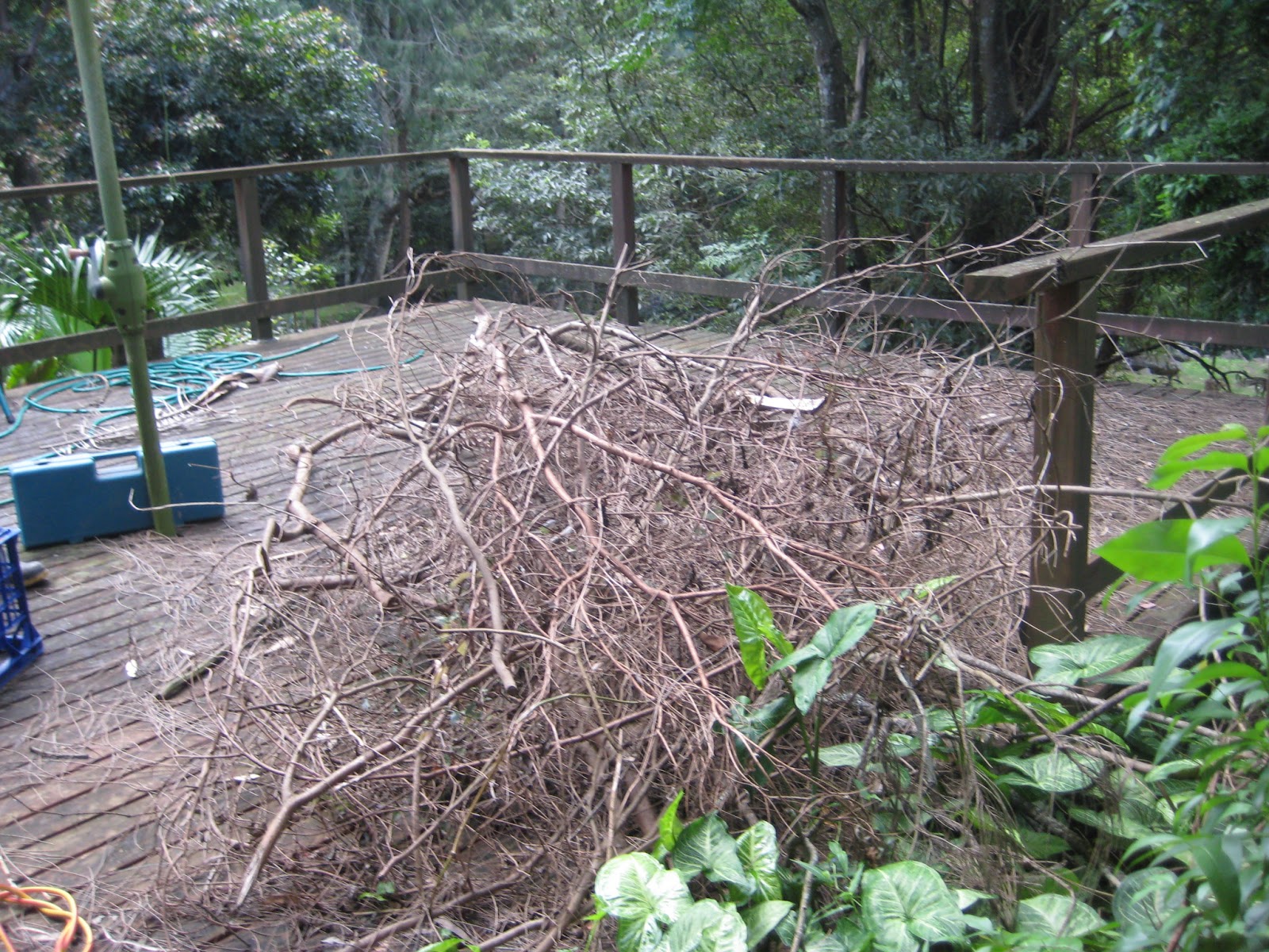 piggywhistles: ANEMONE FUNGUS AND 30 LEGGED BUG