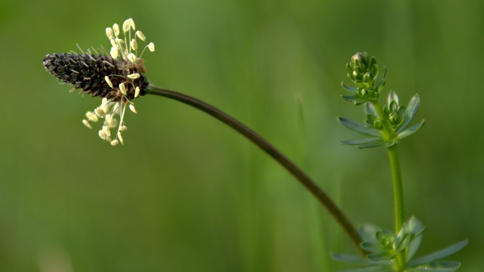 Alpenblumen: Spitzwegerich - Plantago lanceolata