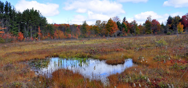 Visiting our Ice Age Past at Cranesville Swamp - MidAtlantic Daytrips