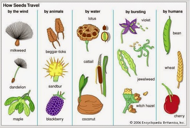 Ciencias de Joseleg: 11 ANGIOSPERMAS V, DISPERSIÓN DE LAS SEMILLAS