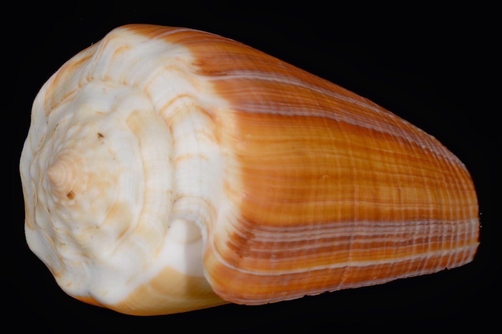 Dr. Lee's Gallery Museum: Conus sulcatus bocki 74.7mm 木乃伊芋螺