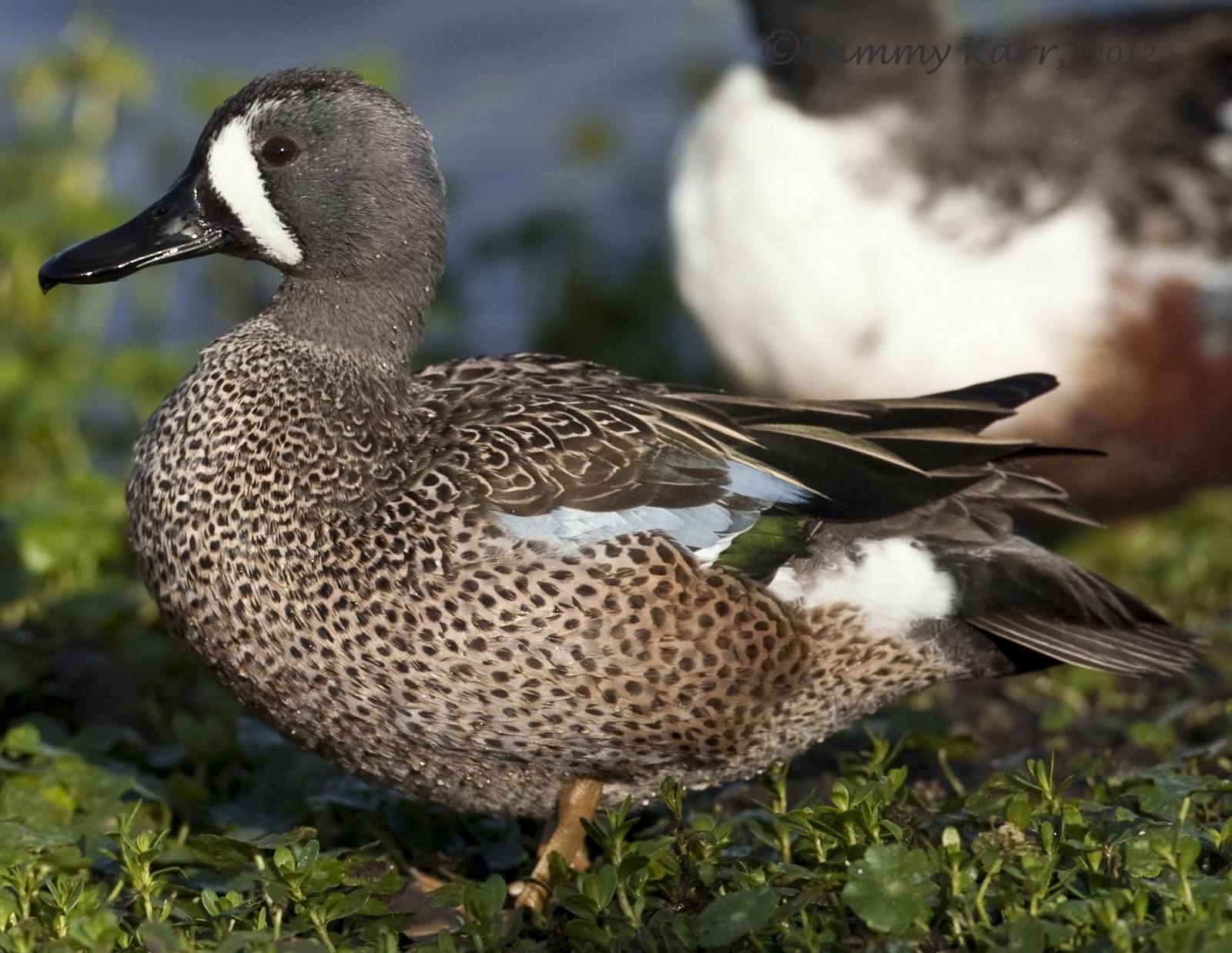 i heart florida birds: Dirty Ducks