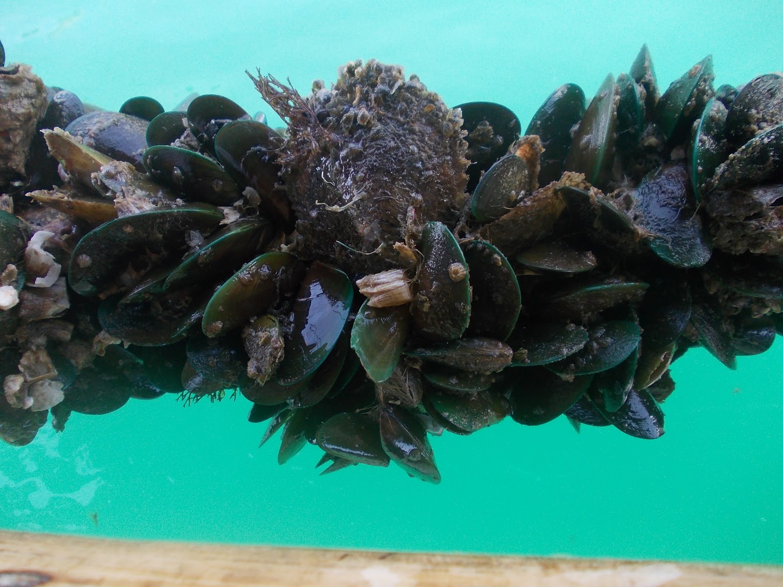 Banate-Barotac Bay Resource Management Council, Inc.: New Sites for ...