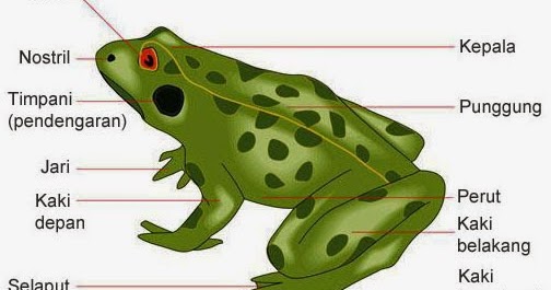 Ciri-Ciri Amfibia Lengkap Klasifikasi, Peranan Amphibia - Artikel ...