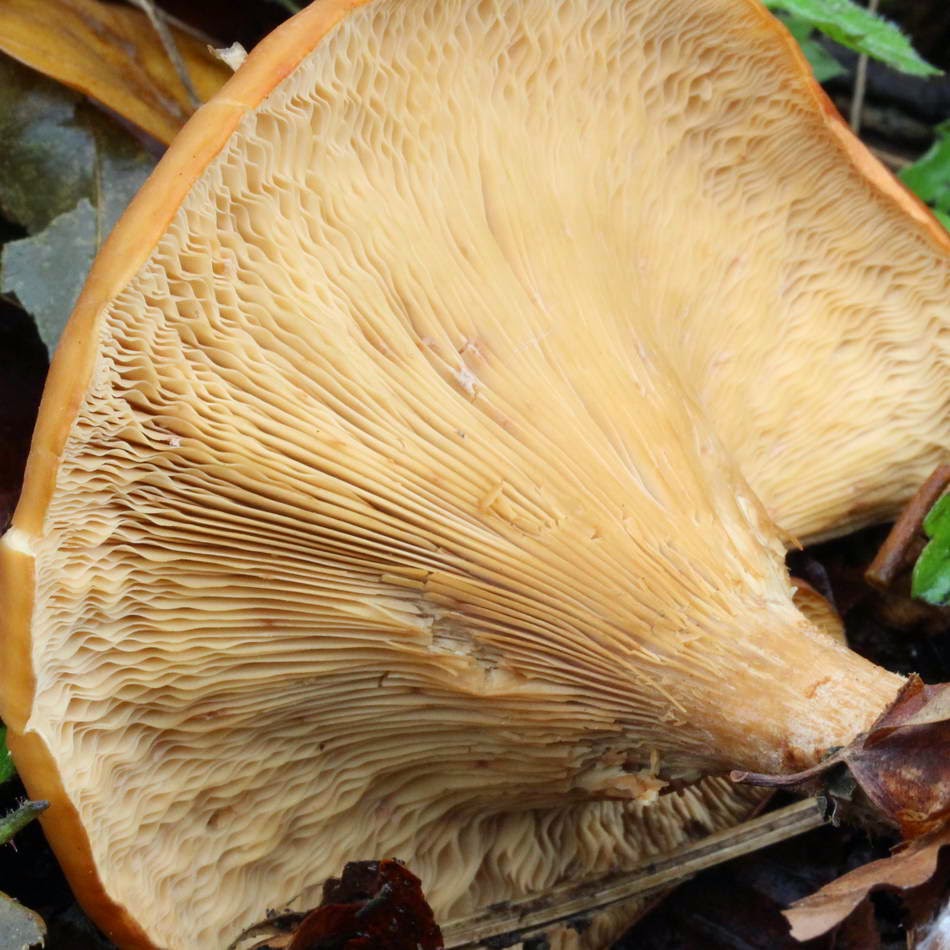 Guía de Setas y Hongos de Navarra.: Paralepista flaccida (Sowerby) Vizzini,