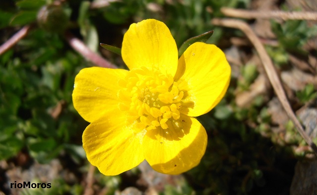 variable Groseramente formar boton dorado planta grava peine administrar