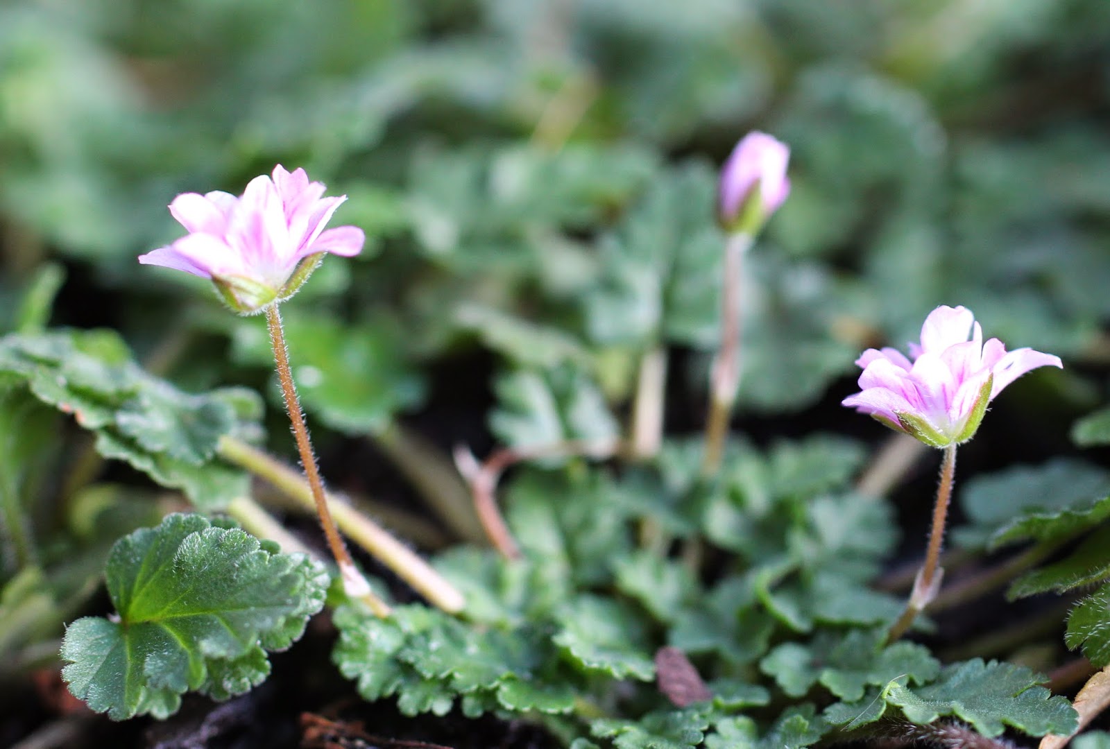 Florez Nursery: Erodium reichardii 'Flore Pleno'