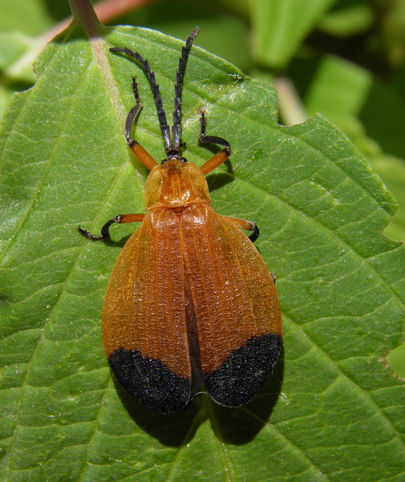 Arizona: Beetles, Bugs, Birds and more