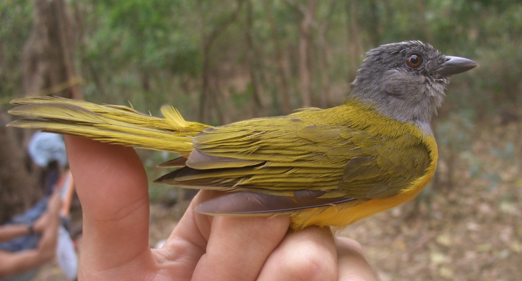 Laguna de Apoyo, Nicaragua: Bird population monitoring in Laguna de ...