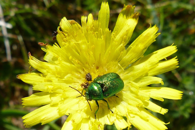 A Kilchoan Diary: Insects