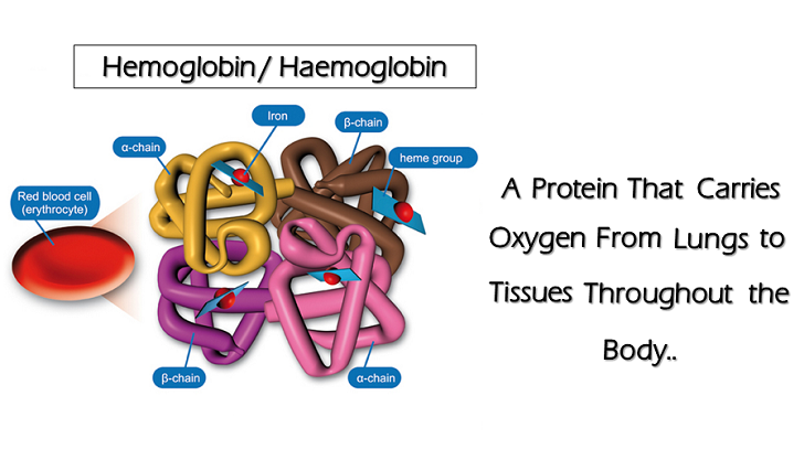 Healthy Blood: All About Haemoglobin