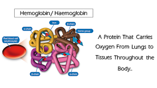 Healthy Blood: All About Haemoglobin