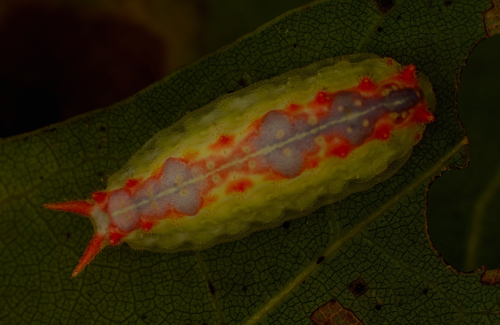 Things That Don't Shoot Back: Slug Caterpillars of Maryland