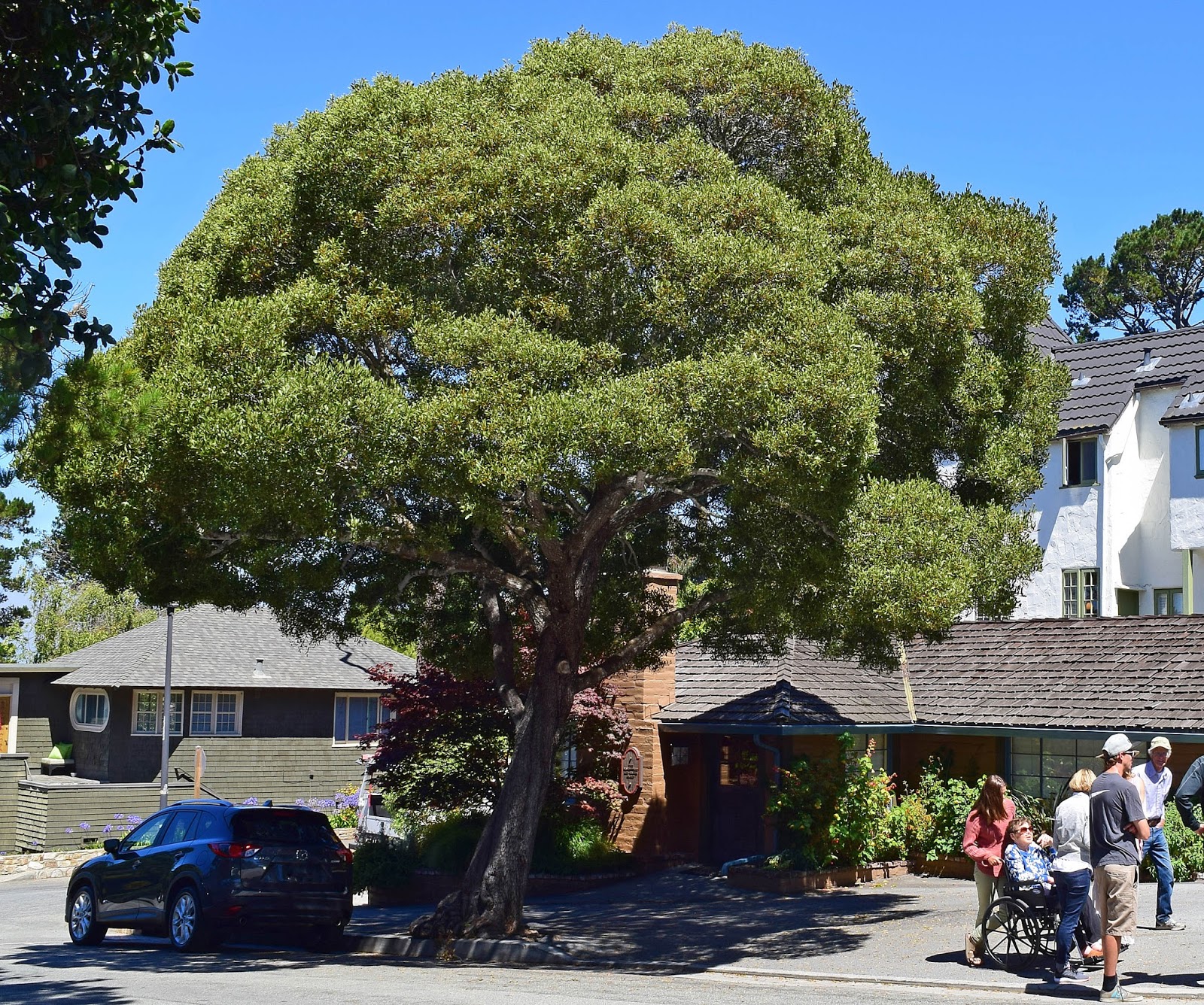 Friends of Carmel Forest Tree Tour with Dr. Matt Ritter 2016 - Carmel ...
