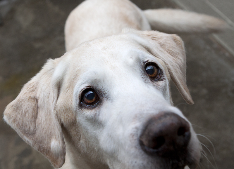Shelter Dogs of Portland: "WRIGLEY' distinguished Yellow Lab