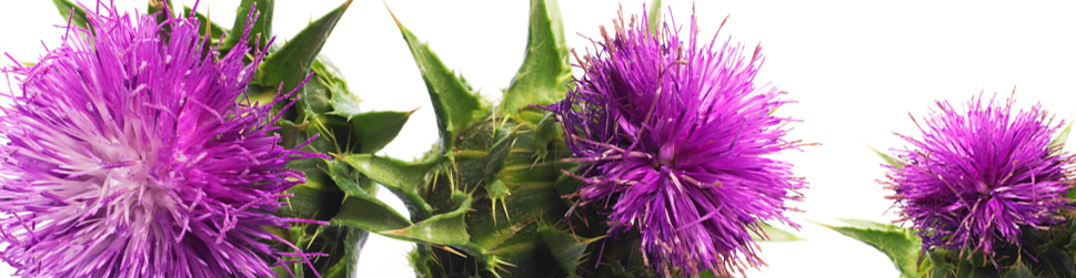 SALUTE OGGI SENZA COMPROMETTERE QUELLA DI DOMANI :ABOCA LEADER PER ...