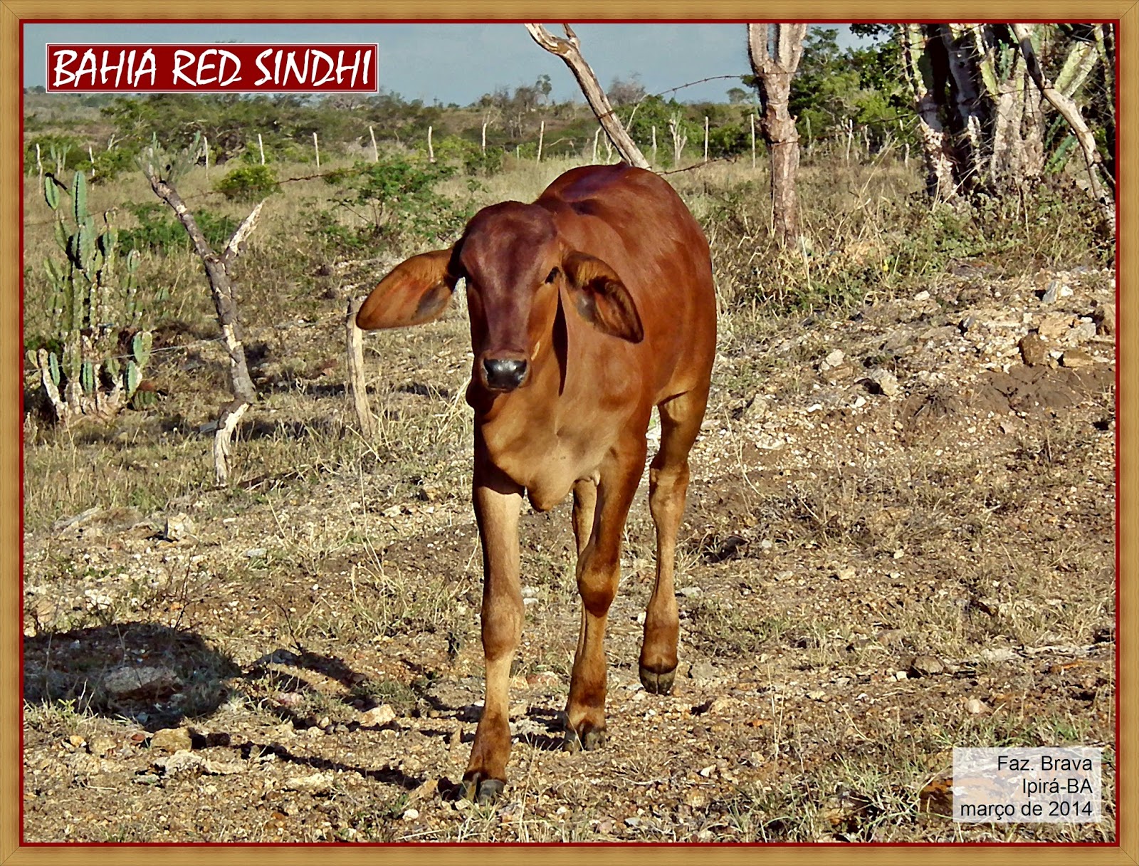 Bahia Red Sindhi: POR QUE SINDI?