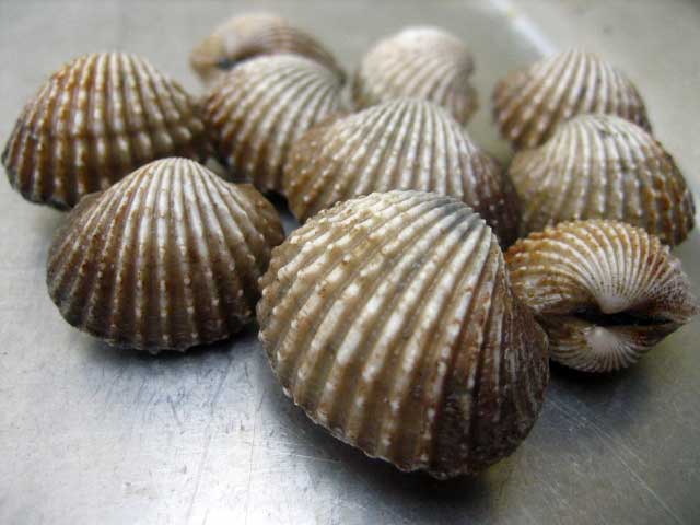 KERANG ~ dunia air