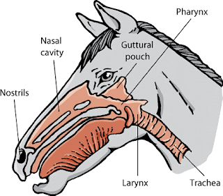 Horse Life and Love: All About - The Horse's Respiratory System