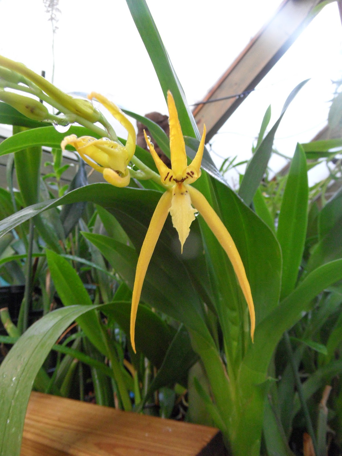 Orquídeas Blog de Angel Mar: Evolución de una vara floral (Híbrido tipo ...