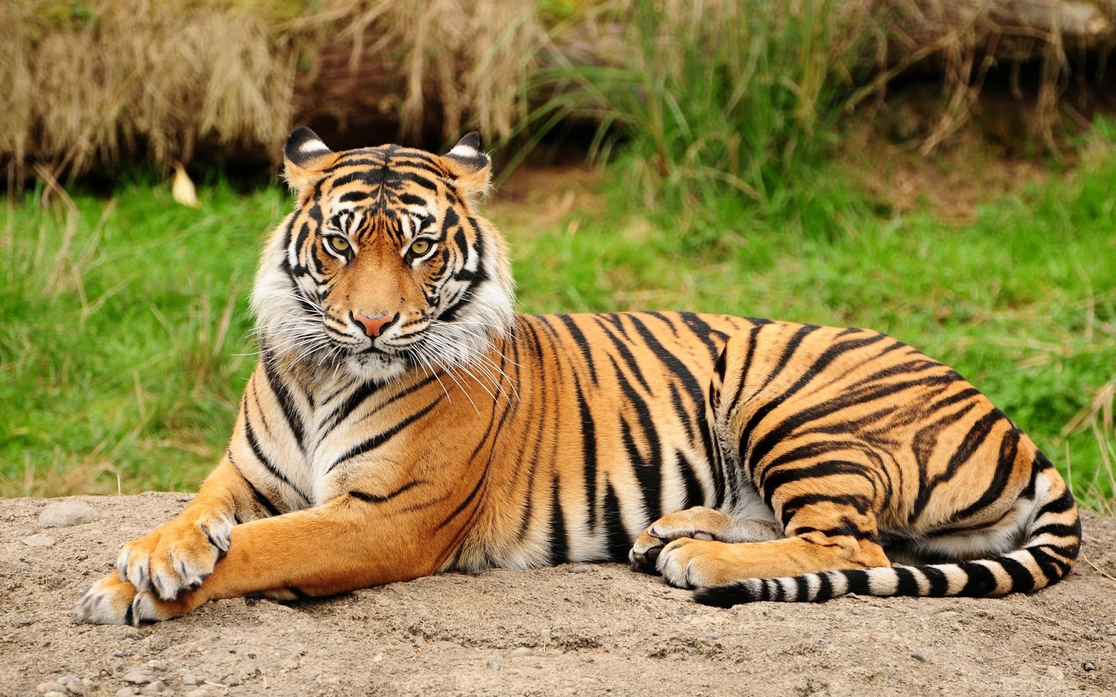 MIS AVENTURAS POR EL MUNDO ANIMAL : tigre de bengala (Panthera tigris ...