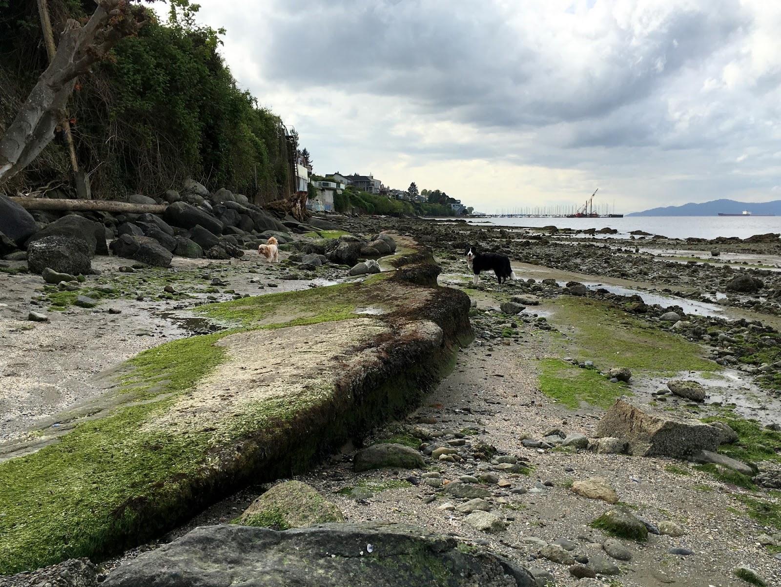 Gravel Beach: Point Grey Foreshore - Part One