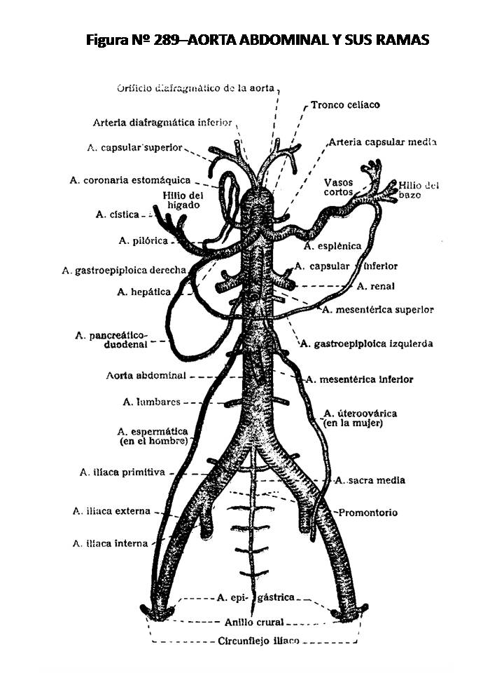 ATLAS DE ANATOMÍA HUMANA: 289. AORTA ABDOMINAL Y SUS RAMAS