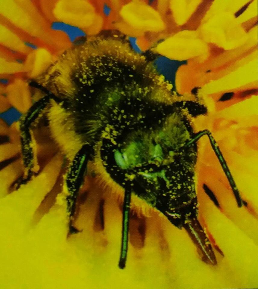 Vrste pčela - Pčelarstvo za početnike