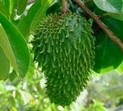 ECOLÓGICA SUPER NATURAL: Sinini Graviola Chirimoya brasilera