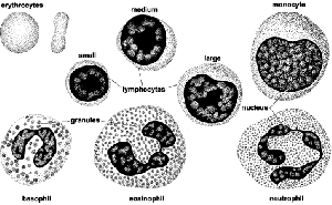 anatomi dan fisiologi semester 1: SISTEM PEREDARAN DARAH MANUSIA