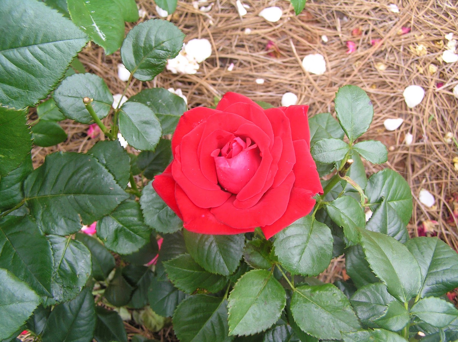 Images from our Life: Rose Garden, Summer 2012