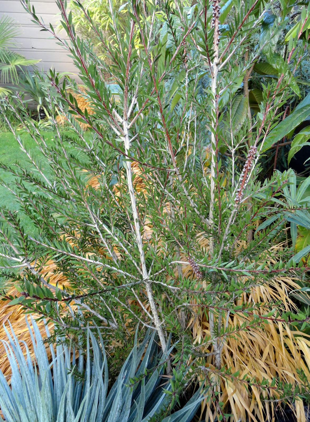 danger garden: Callistemon viridiflorus, my favorite plant in the ...