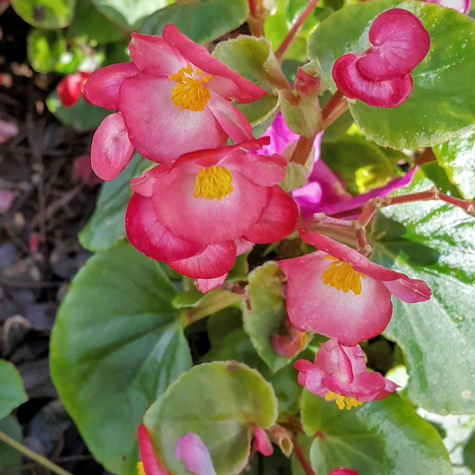 "Verdade//aspas" : 👪 Begoniaceae (Begonia semperflorens)