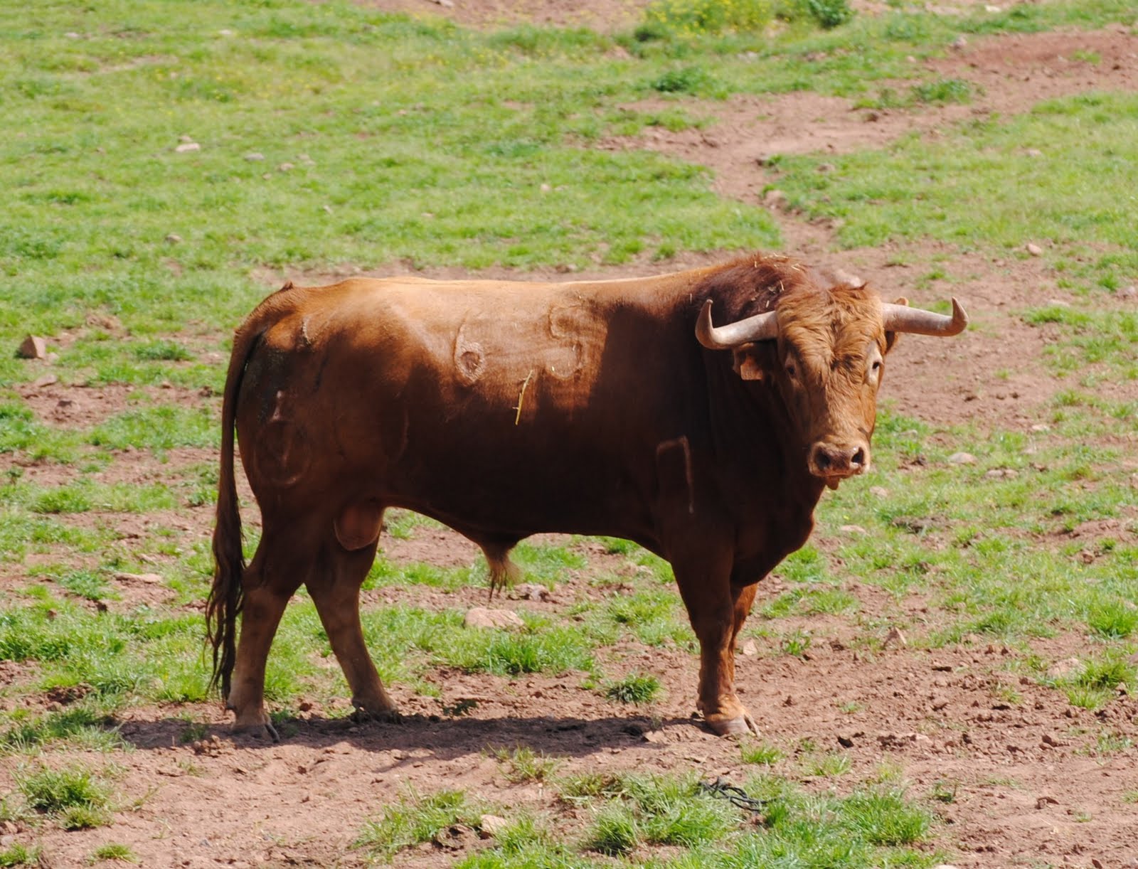 ESPAI TAURÍ: Toros de Jiménez Pasquau para La Raval de Massamagrell