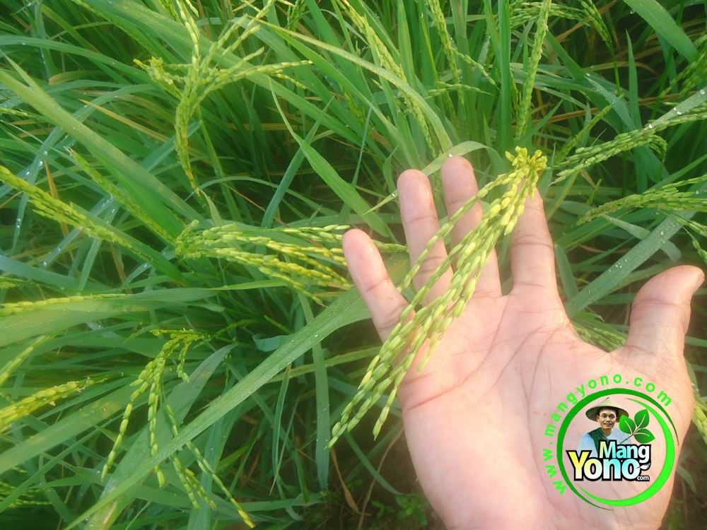 Tanaman Padi TRISAKTI 56 HST MT2 Matang Susu di Sawah Tegalsungsang BB