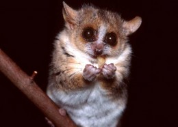 Amazing Wild Animals: Mouse Lemurs