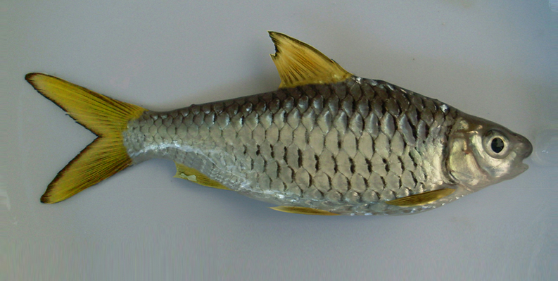 Ikan Wader rasanya Khas dan Gurih | Mancing Mancing Ikan