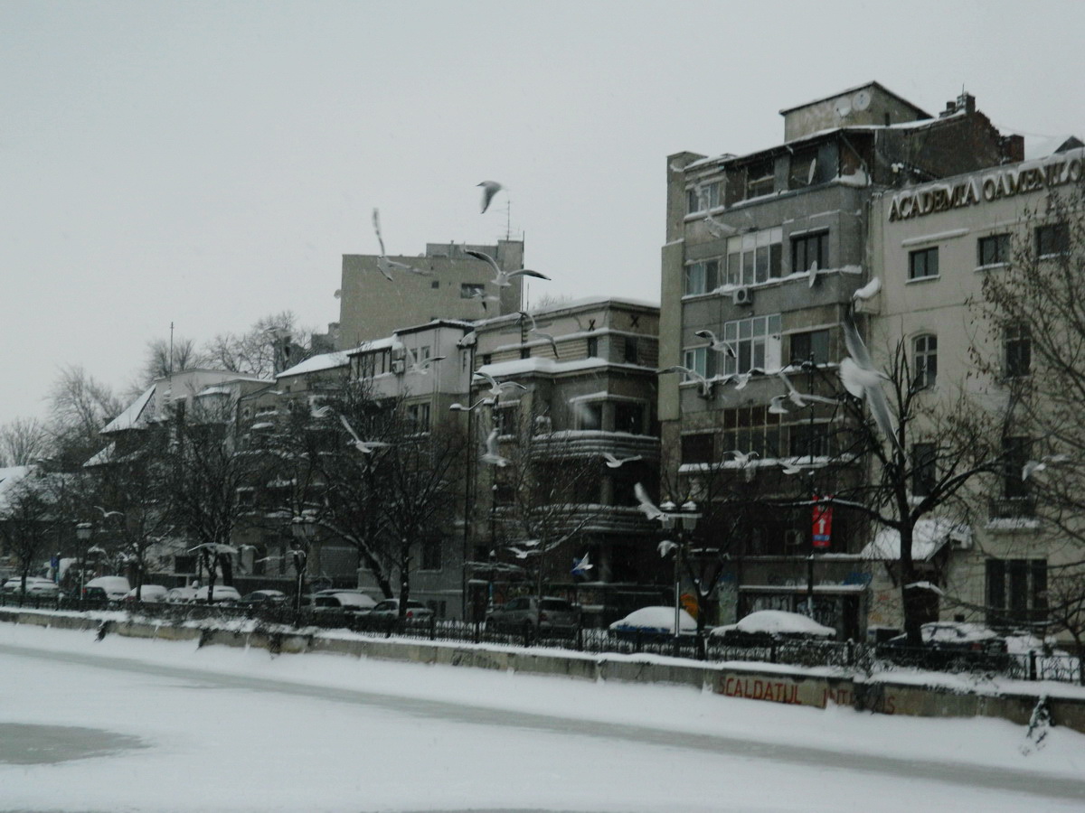 LA MULTI ANI, ROMANIA!: Pasari la raul inghetat