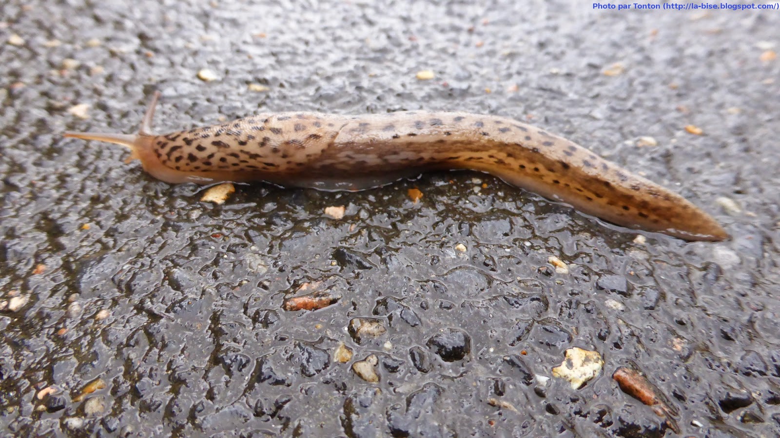La bise à Tonton: La bébête du jour : la limace-léopard du Val D'Oise
