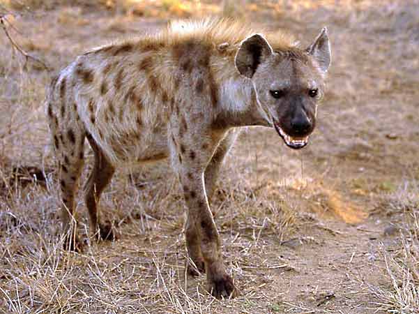 Hyena | The Life of Animals
